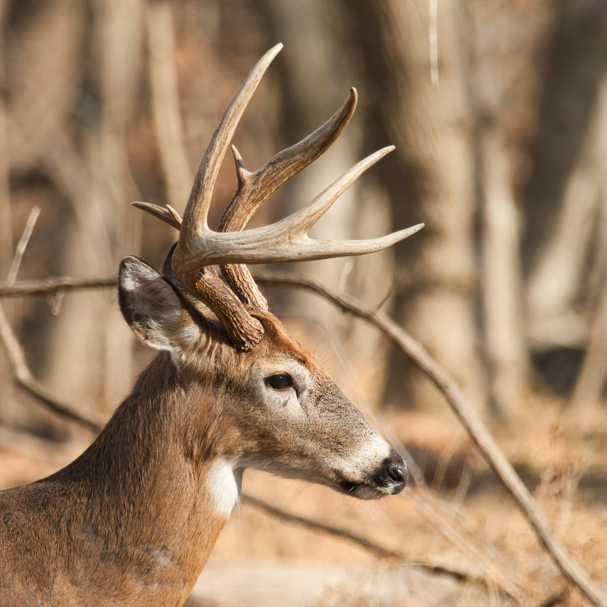 From Velvet to Hard Antlers: Track Your Bucks’ Growth All Year ...